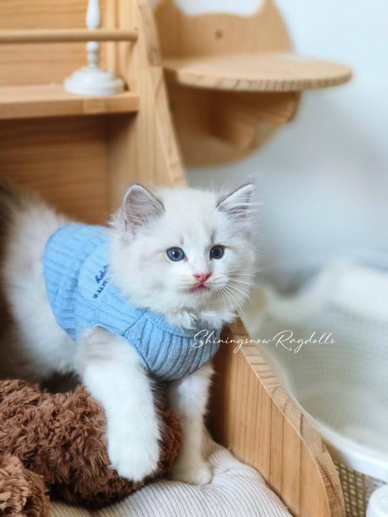 ShiningSnow Ragdoll Cattery- Sweet Ragdoll kittens – Shining Snow ...