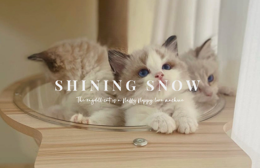 ShiningSnow Ragdoll Cattery- Sweet Ragdoll kittens – Shining Snow ...