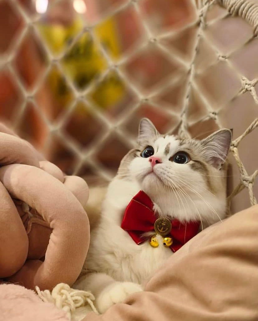 湯丸🍡 – Shining Snow Ragdoll Cattery