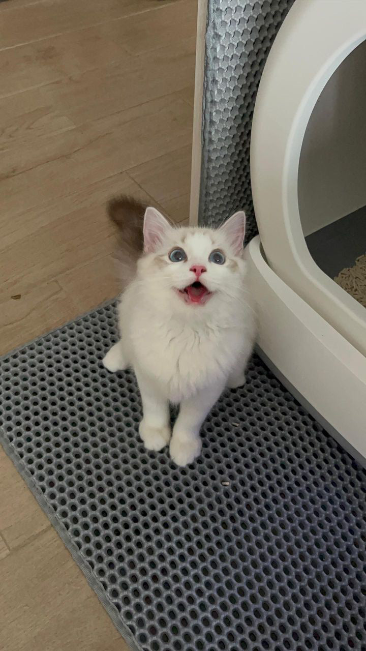 ShiningSnow Ragdoll Cattery- Sweet Ragdoll kittens – Shining Snow ...