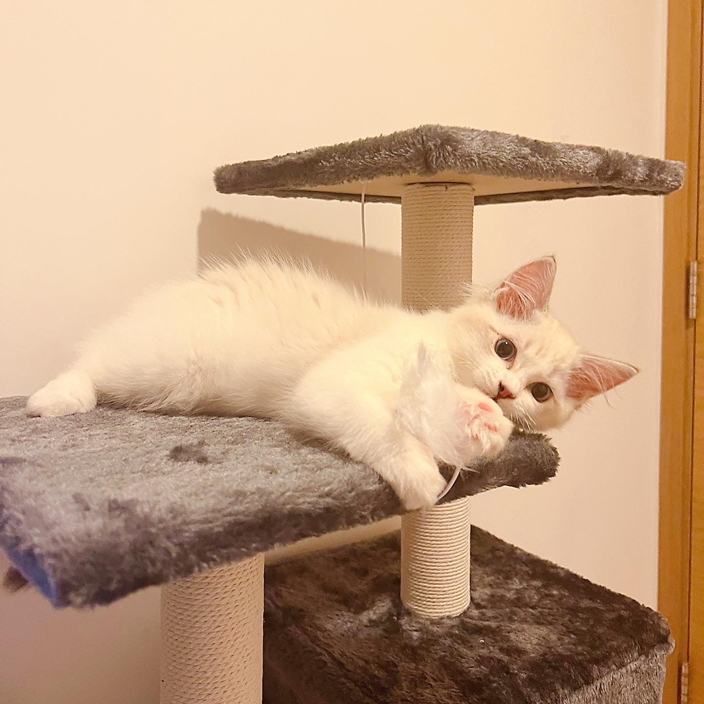 Angela – Shining Snow Ragdoll Cattery